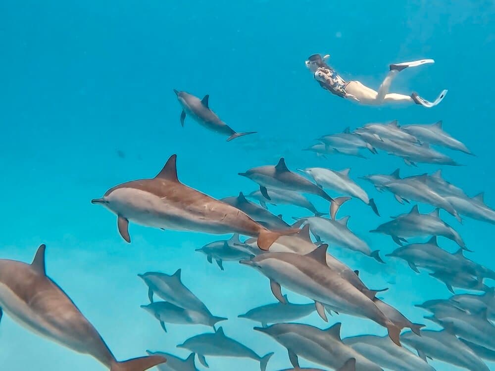Sataya Dolphin Reef - Schnorcheln in Marsa Alam | Ägypten Urlaub
